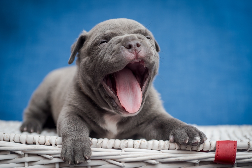 Understanding the American Bully: Breed Characteristics and Temperament ...