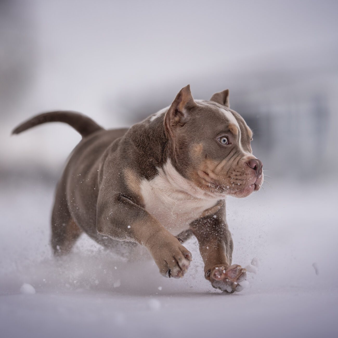 "The Ultimate Diet Plan for a Healthy and Active American Bully" - The ...