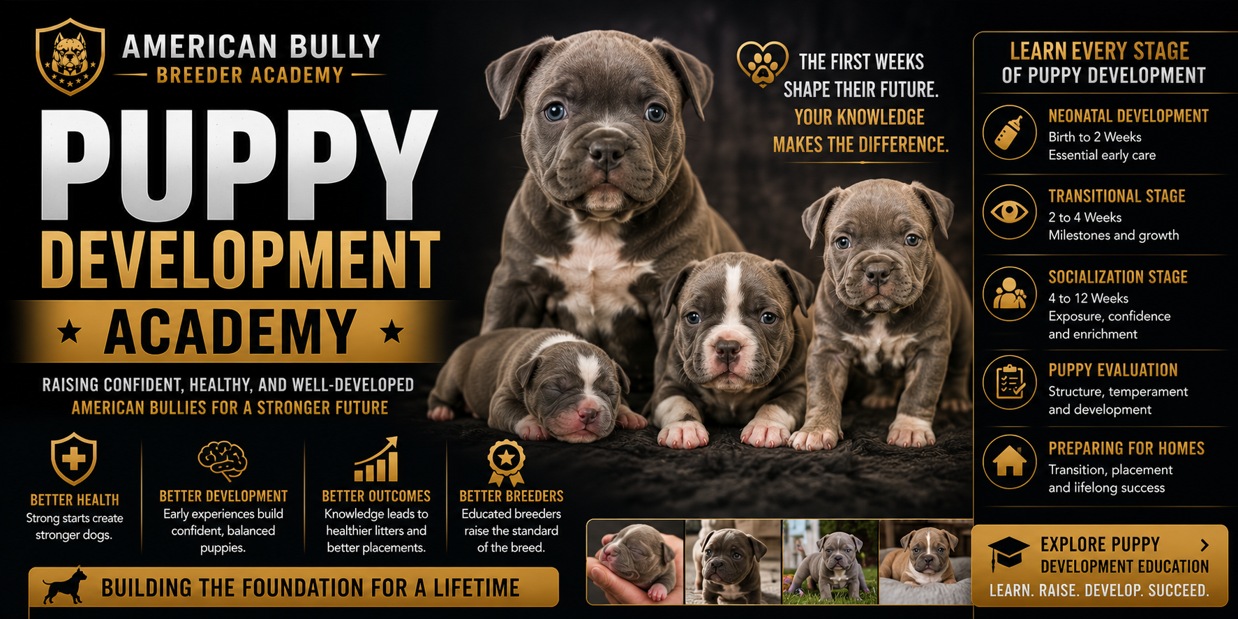 American Bully Puppy Development Academy: Raising Better Puppies